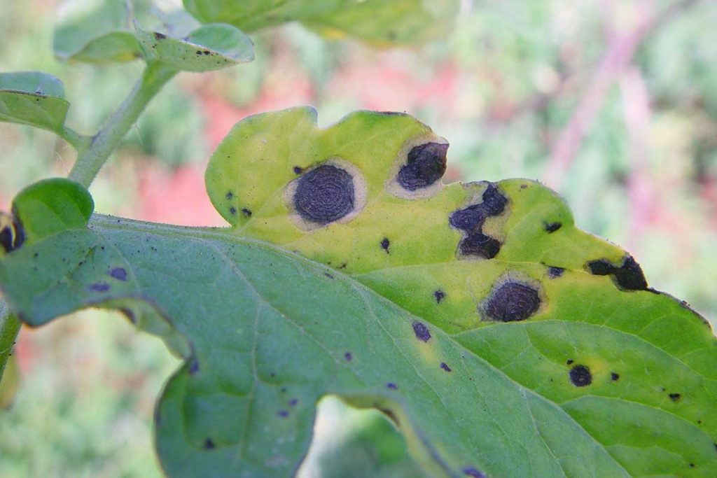 How to Treat Phoma Blight – Urban Gardening