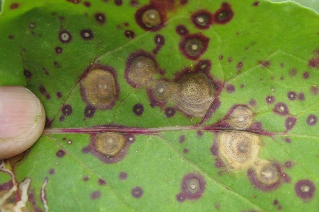 Urban Gardening – Blog