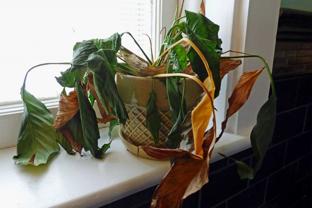 Plant Root Problems – Urban Gardening